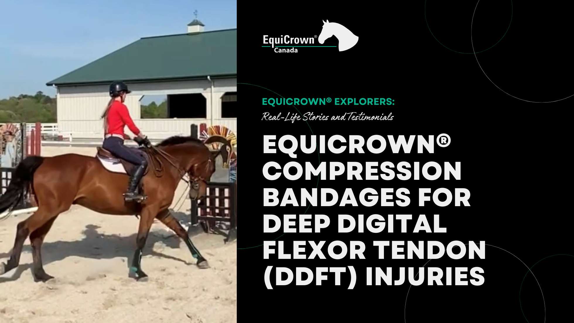 EquiCrown® Compression Bandages for Deep Digital Flexor Tendon (DDFT ...