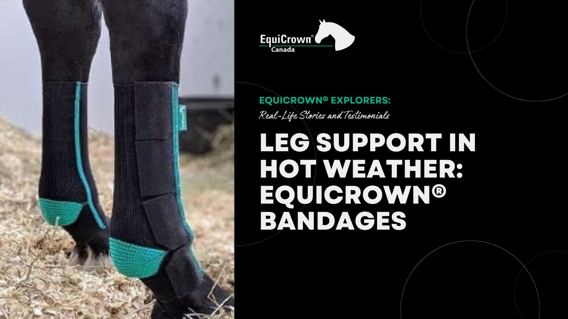 Leg Support in Hot Weather: EquiCrown® Bandages – EquiCrown USA
