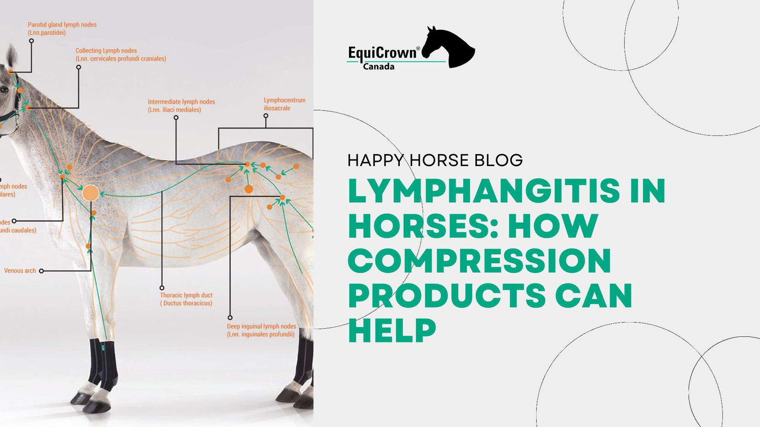 Lymphangitis in Horses: How Compression Products Can Help – EquiCrown USA